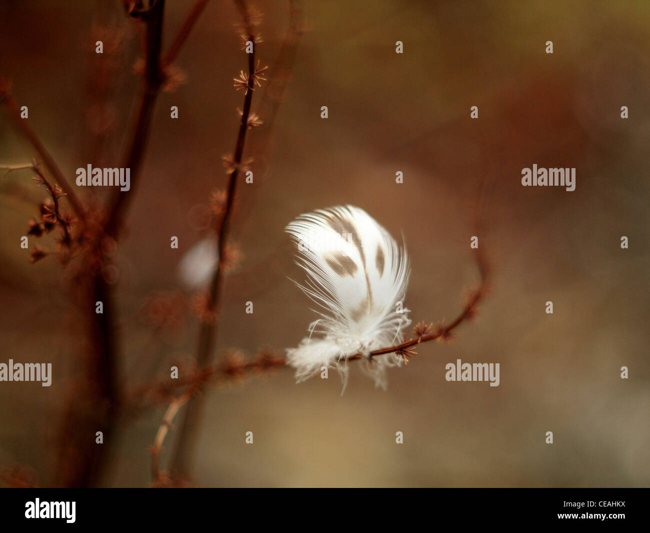 Feather branch hi-res stock photography and images - Alamy