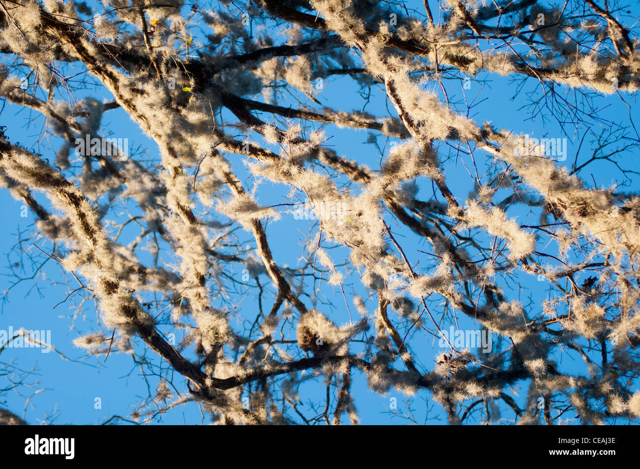 Bald branches in the forest hi-res stock photography and images - Alamy