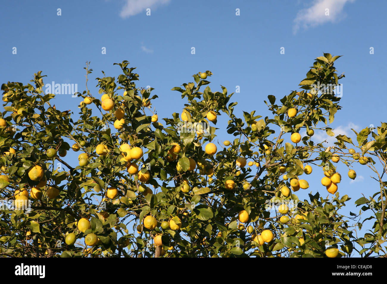 Orange and lemon trees hi-res stock photography and images - Alamy