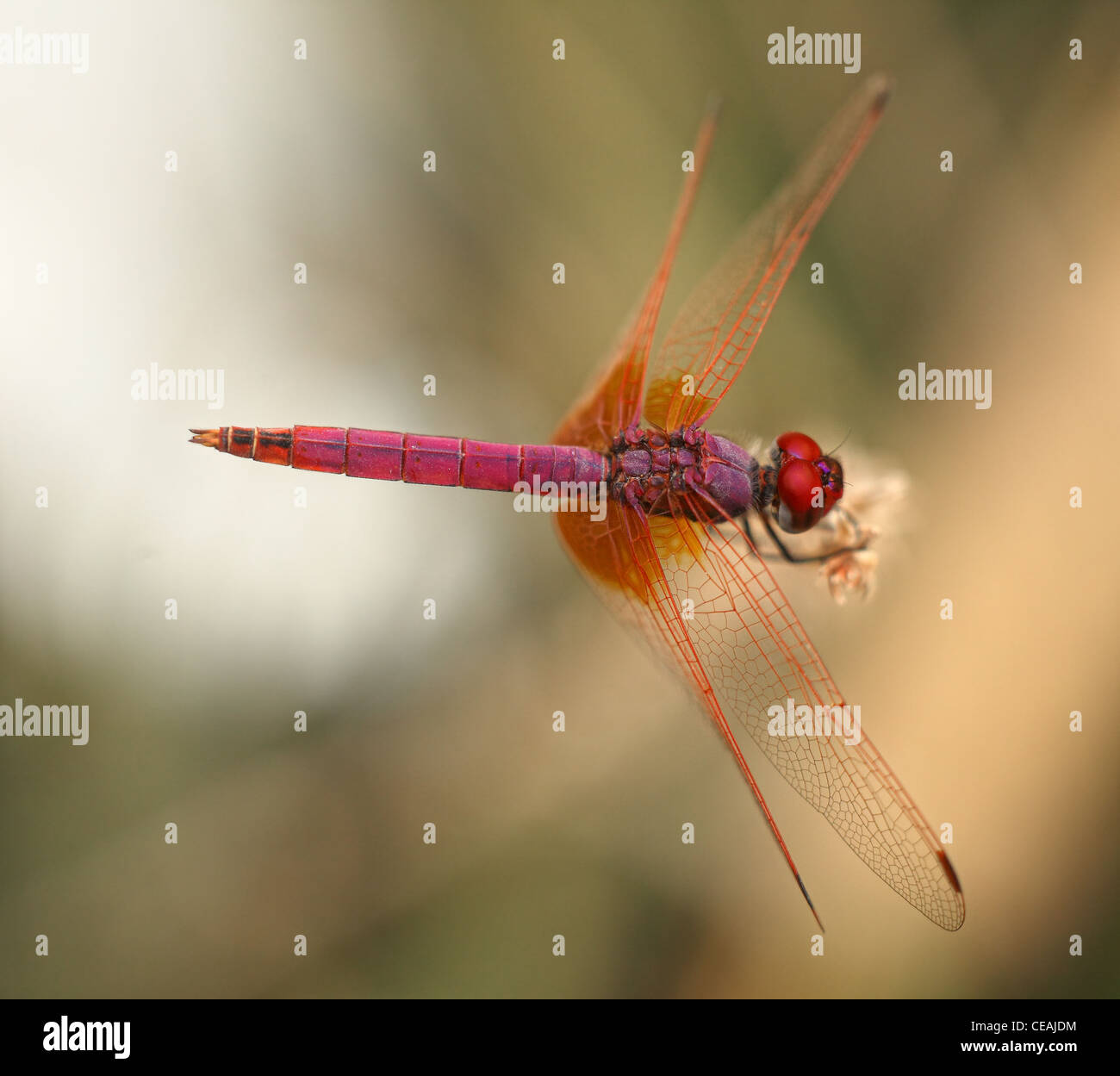 Male violet dropwing (Trithemis annulata) dragonfly in a garden in the Al Nasr area of Doha ...