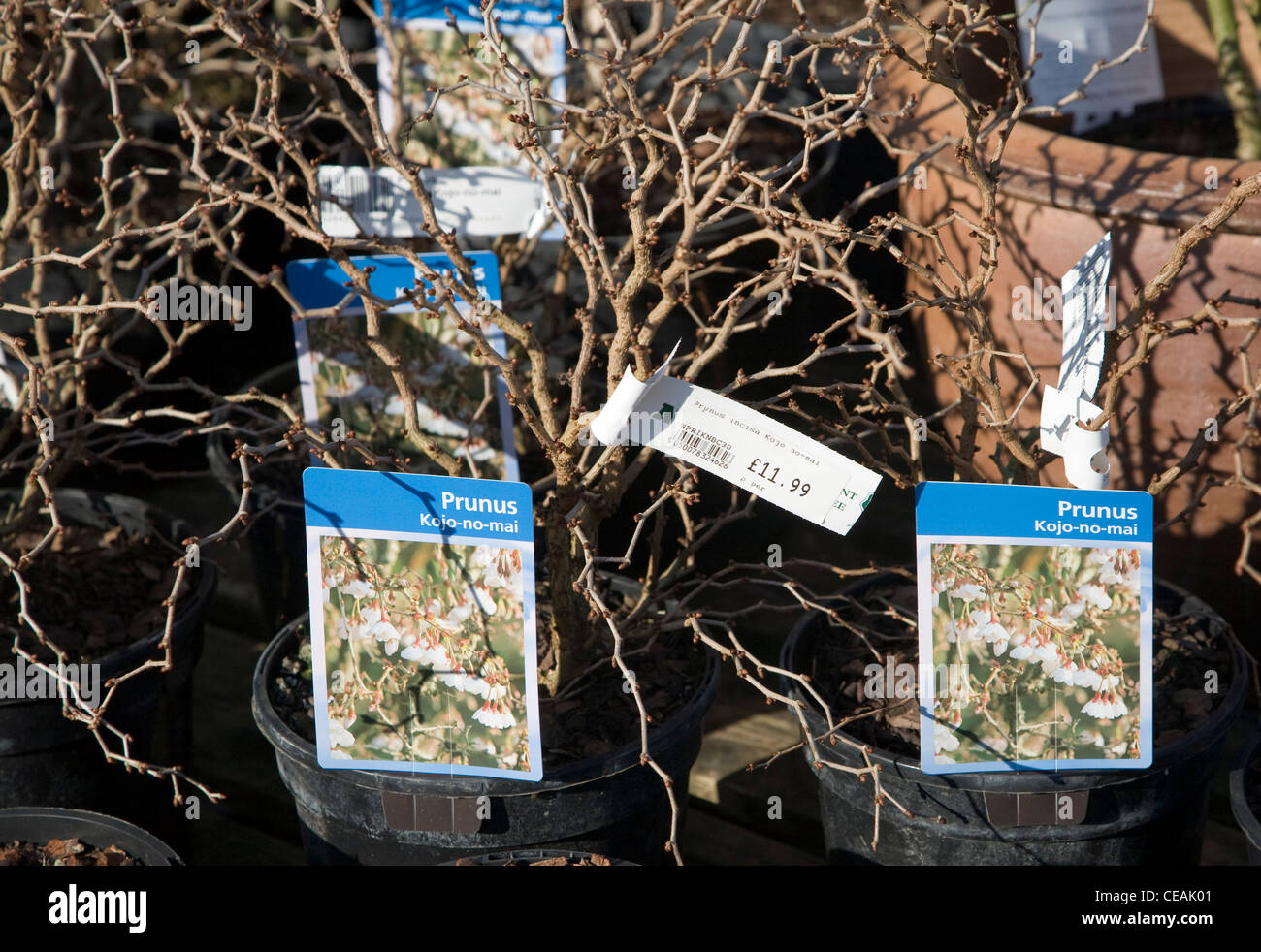 Prunus kojo no mai plants hi-res stock photography and images - Alamy