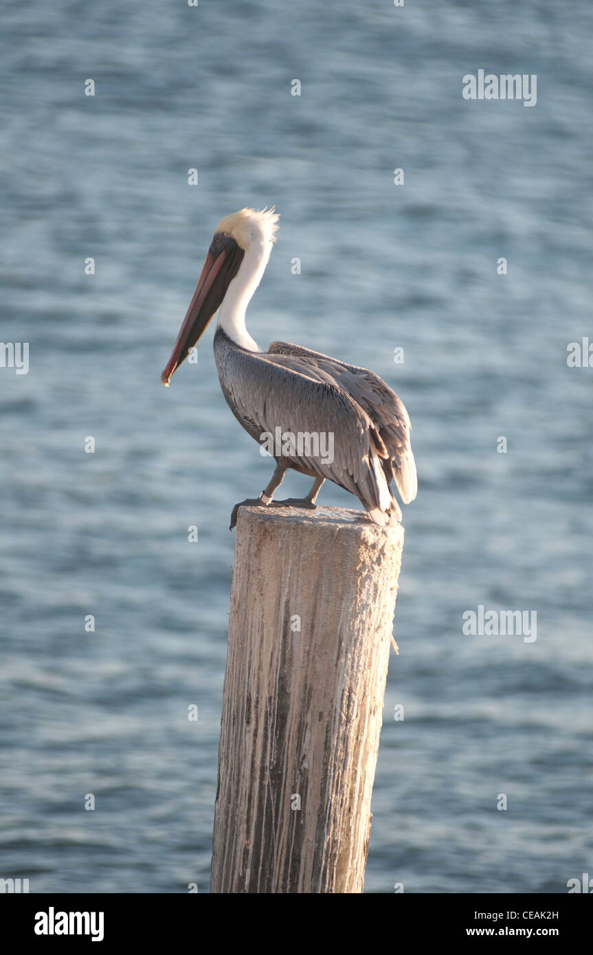Brown Pelican, Pelecanus occidentalis, standing pole of Pier One, St ...