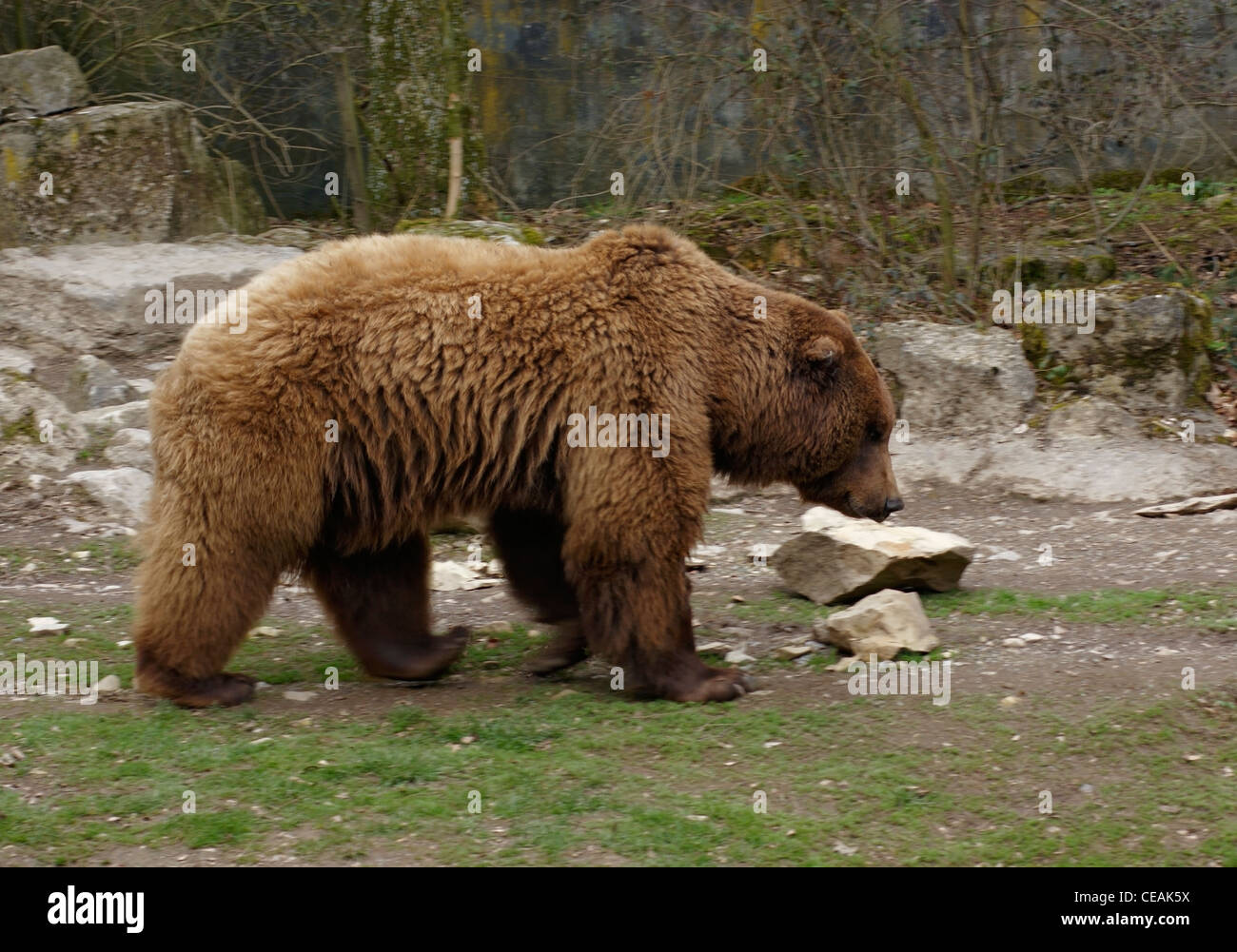 sideways full body shot of a Brown Bear Stock Photo - Alamy