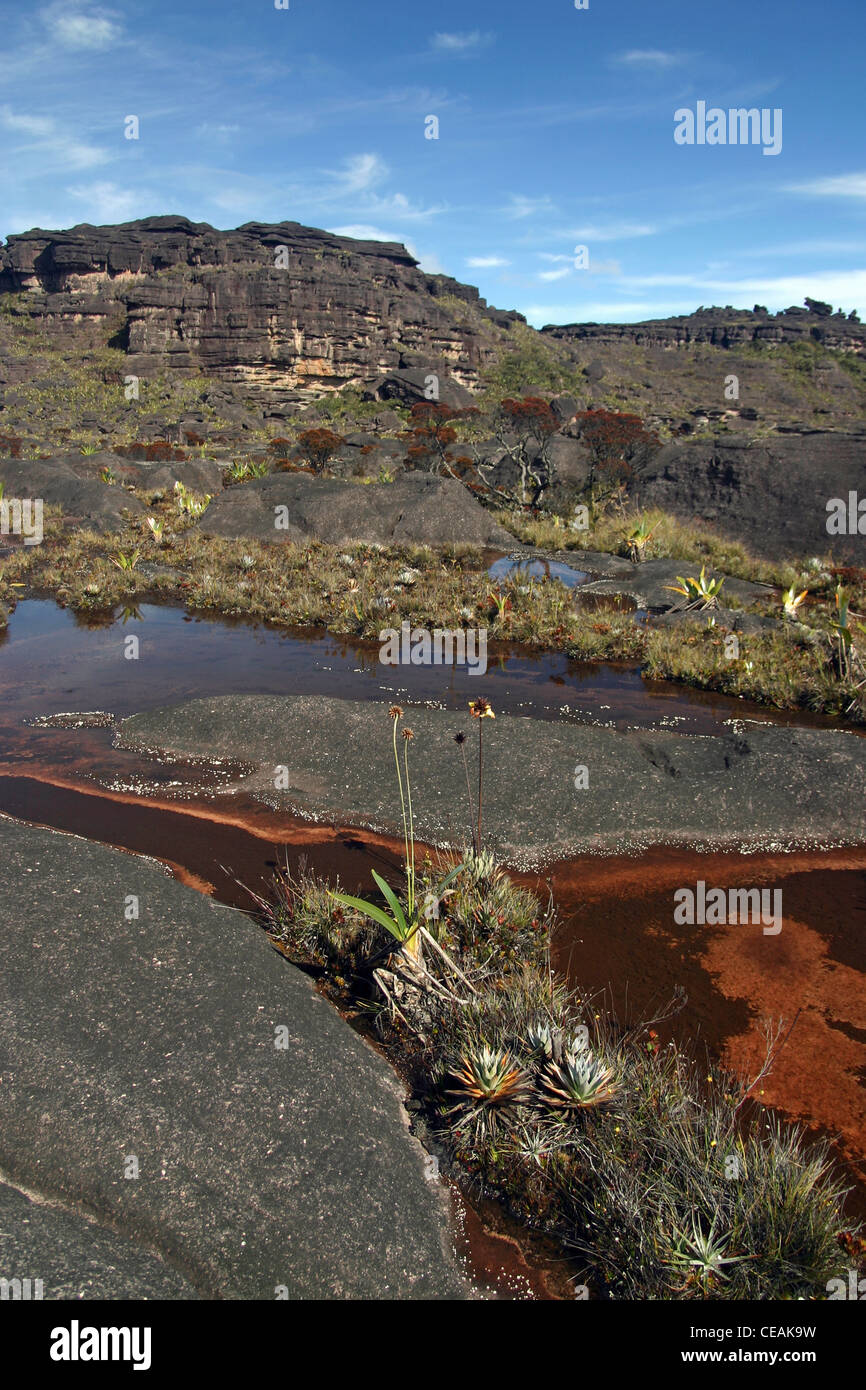 The weird landscape near the summit (El Carro) of Mount Roraima (Tepui ...