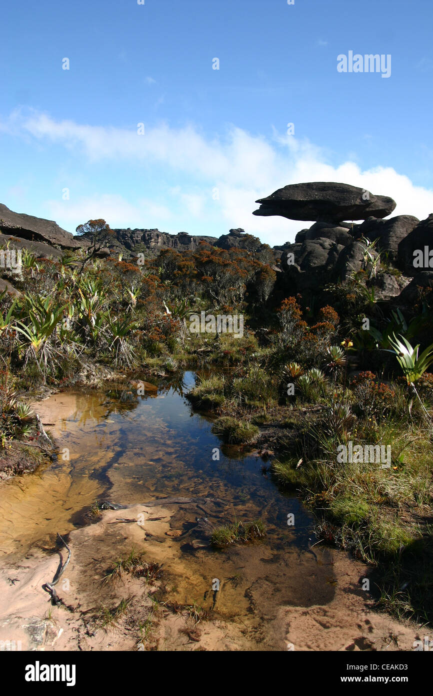 The weird landscape near the summit (El Carro) of Mount Roraima (Tepui ...