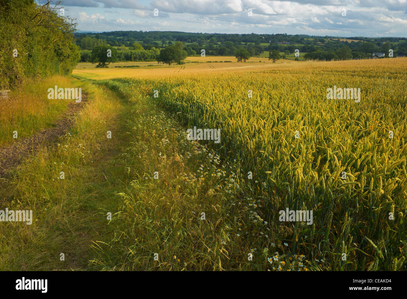 farmland cereal crops agriculture warwickshire midlands england uk ...