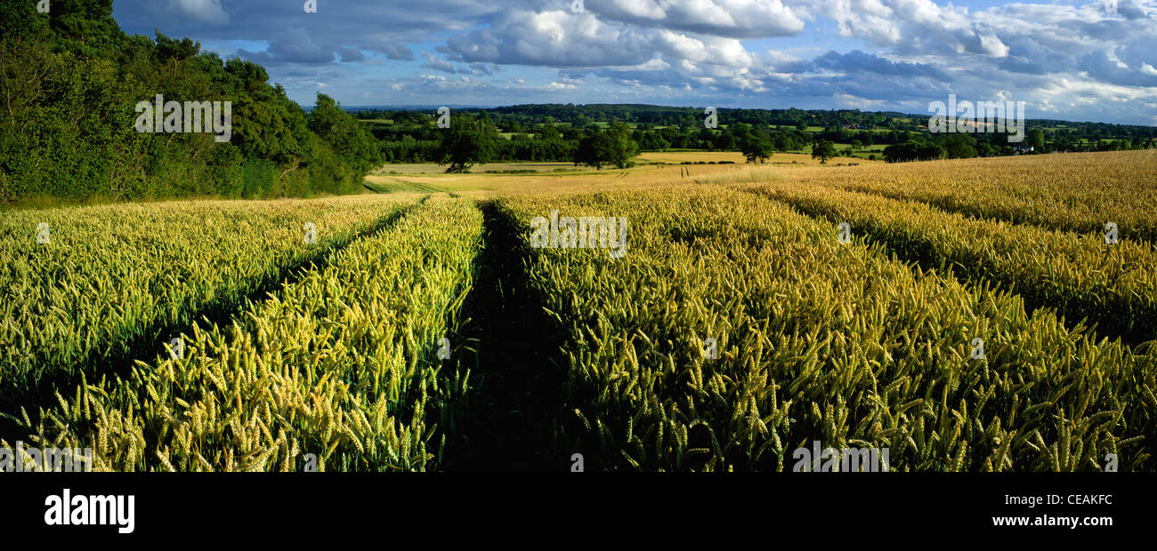 farmland cereal crops agriculture warwickshire midlands england uk ...