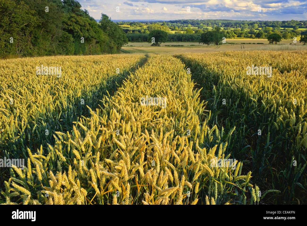 farmland cereal crops agriculture warwickshire midlands england uk ...