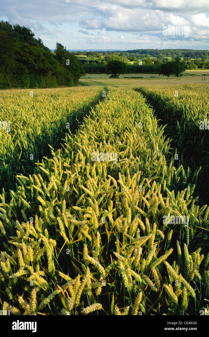 farmland cereal crops agriculture warwickshire midlands england uk ...