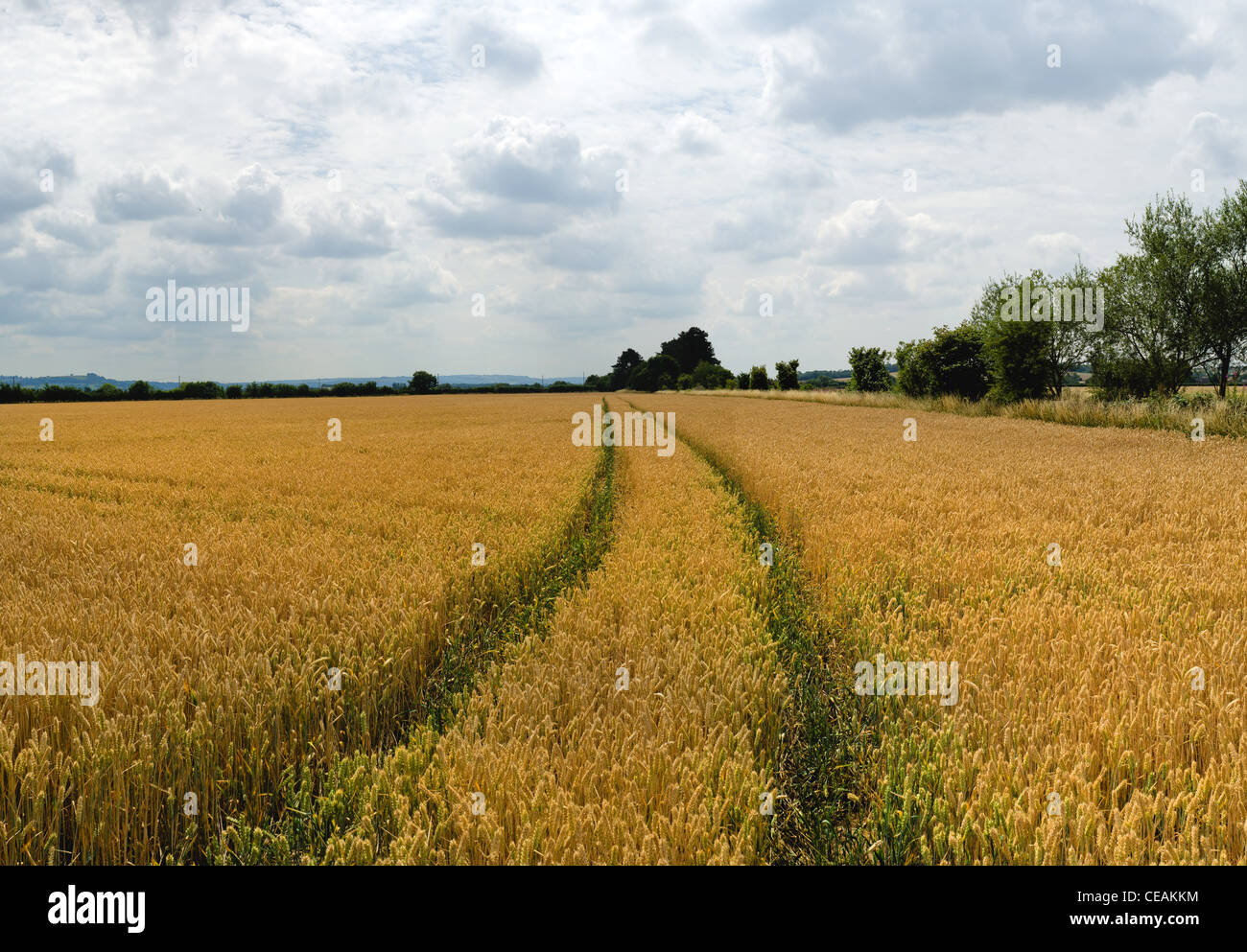 farmland cereal crops agriculture warwickshire midlands england uk ...