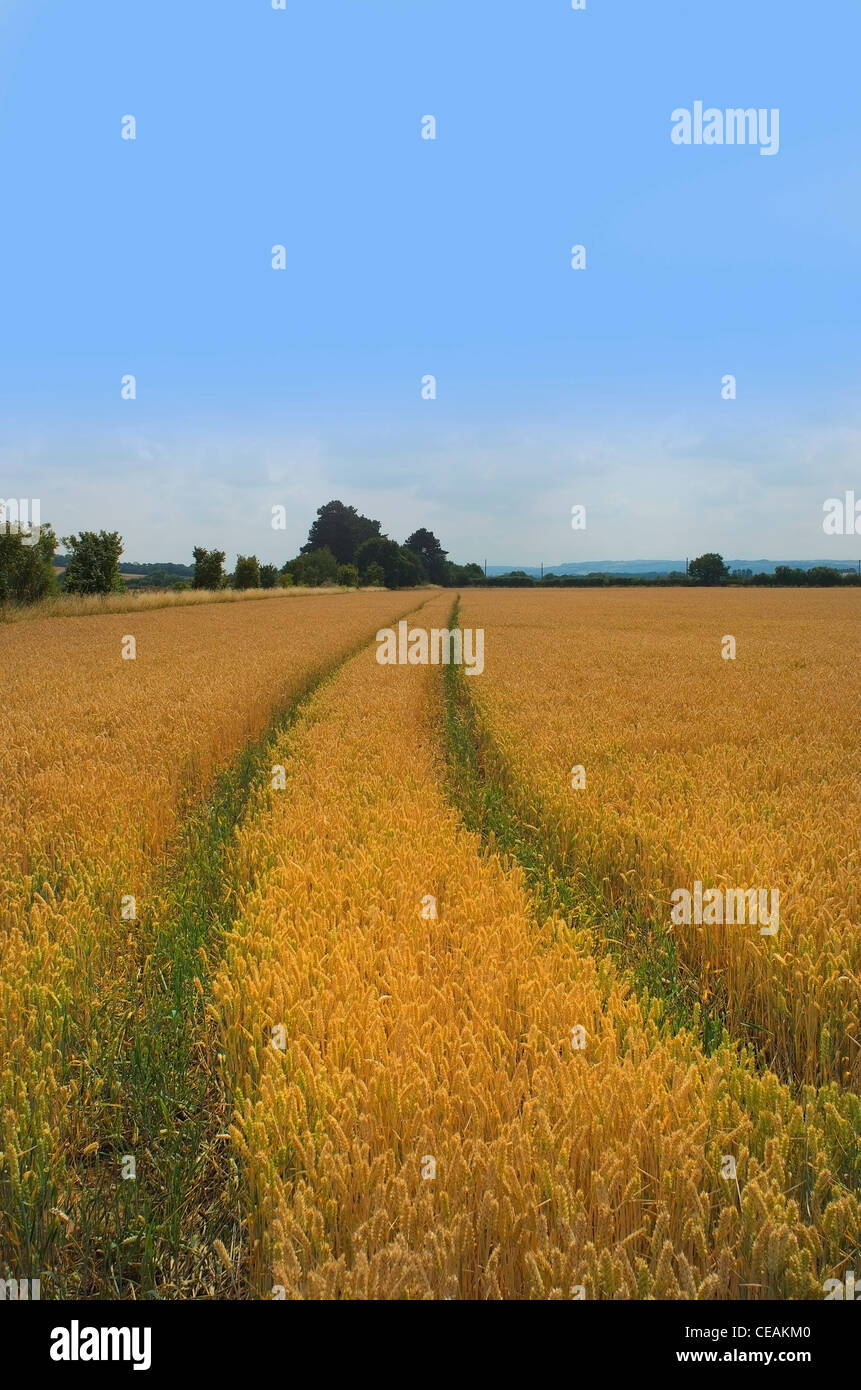 farmland cereal crops agriculture warwickshire midlands england uk ...