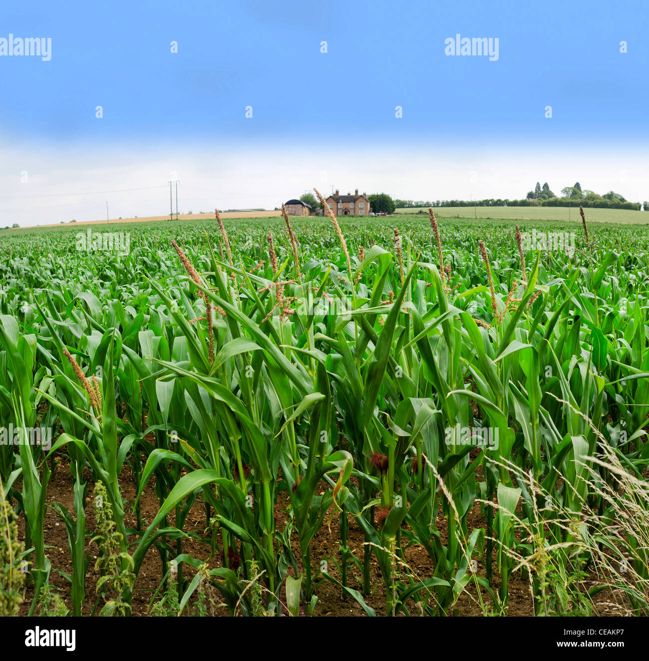 farmland cereal crops agriculture warwickshire midlands england uk ...