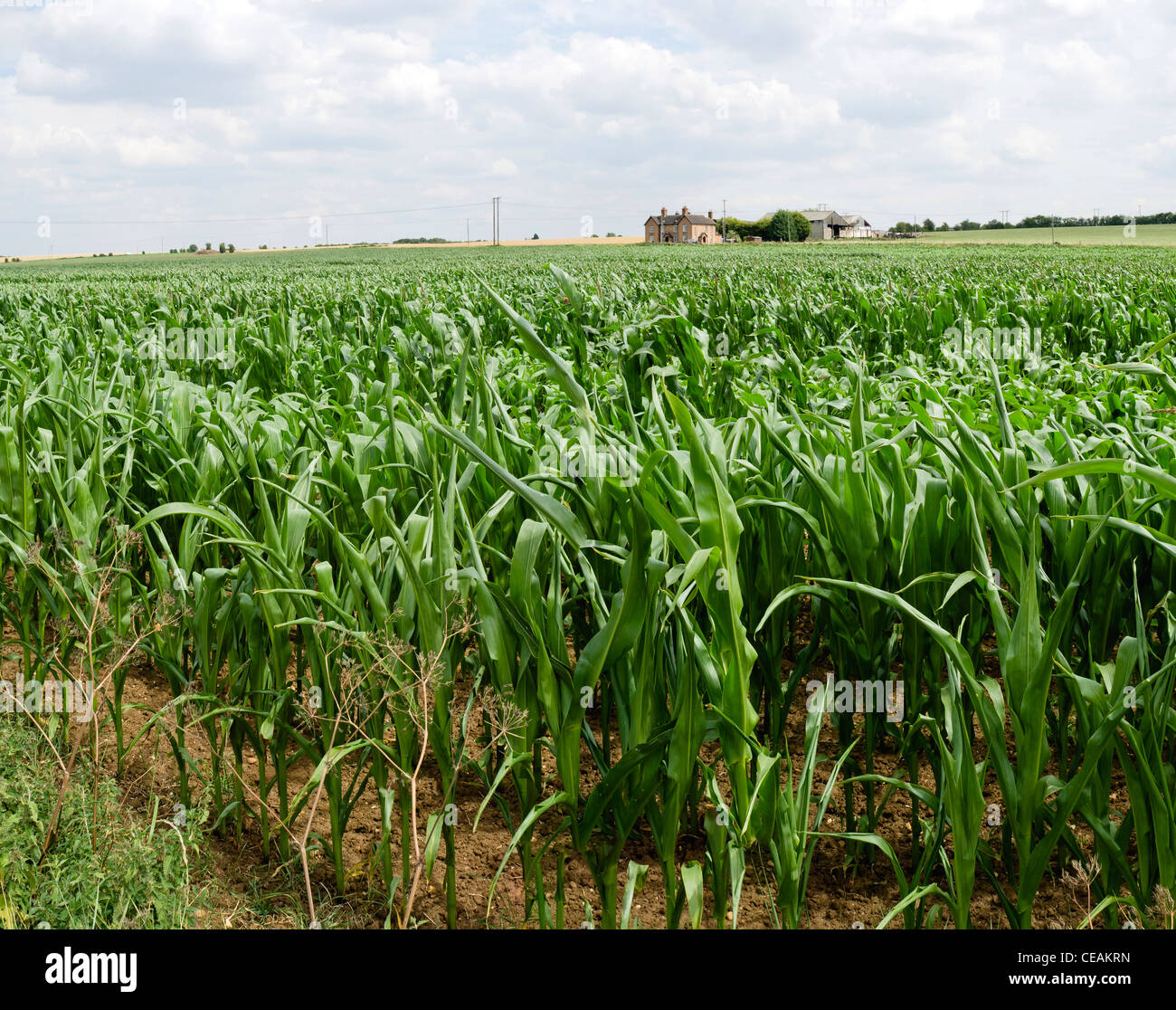 farmland cereal crops agriculture warwickshire midlands england uk ...
