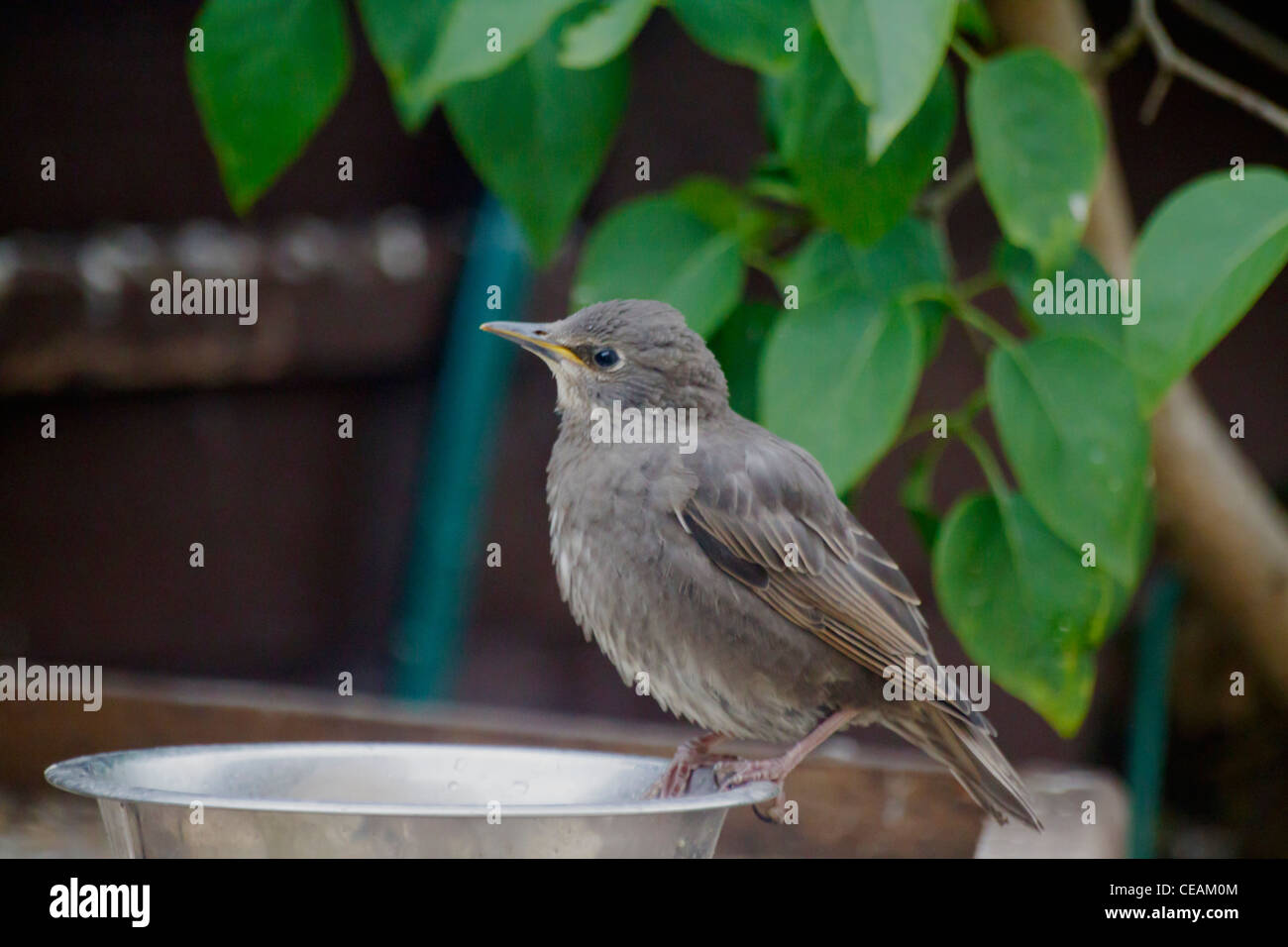 Starling chatter hi-res stock photography and images - Alamy