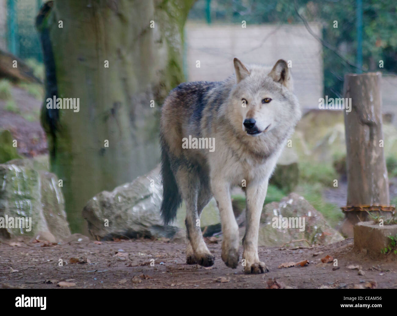 Arctic wolf alaska hi-res stock photography and images - Alamy