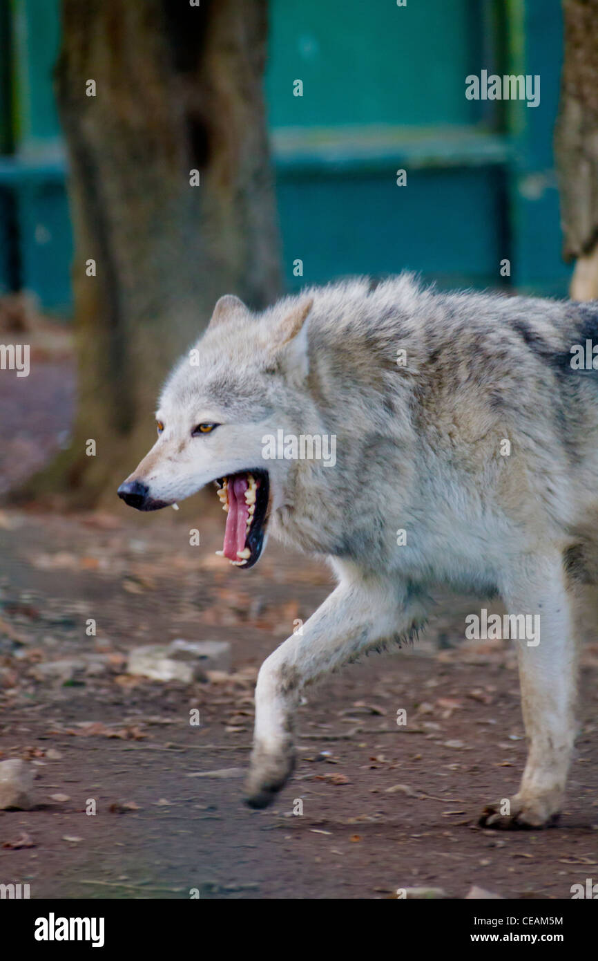 Yawning Wolf High Resolution Stock Photography and Images - Alamy