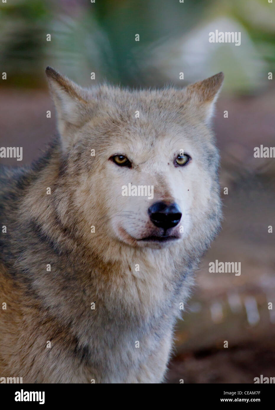 Arctic wolf hunting hi-res stock photography and images - Alamy