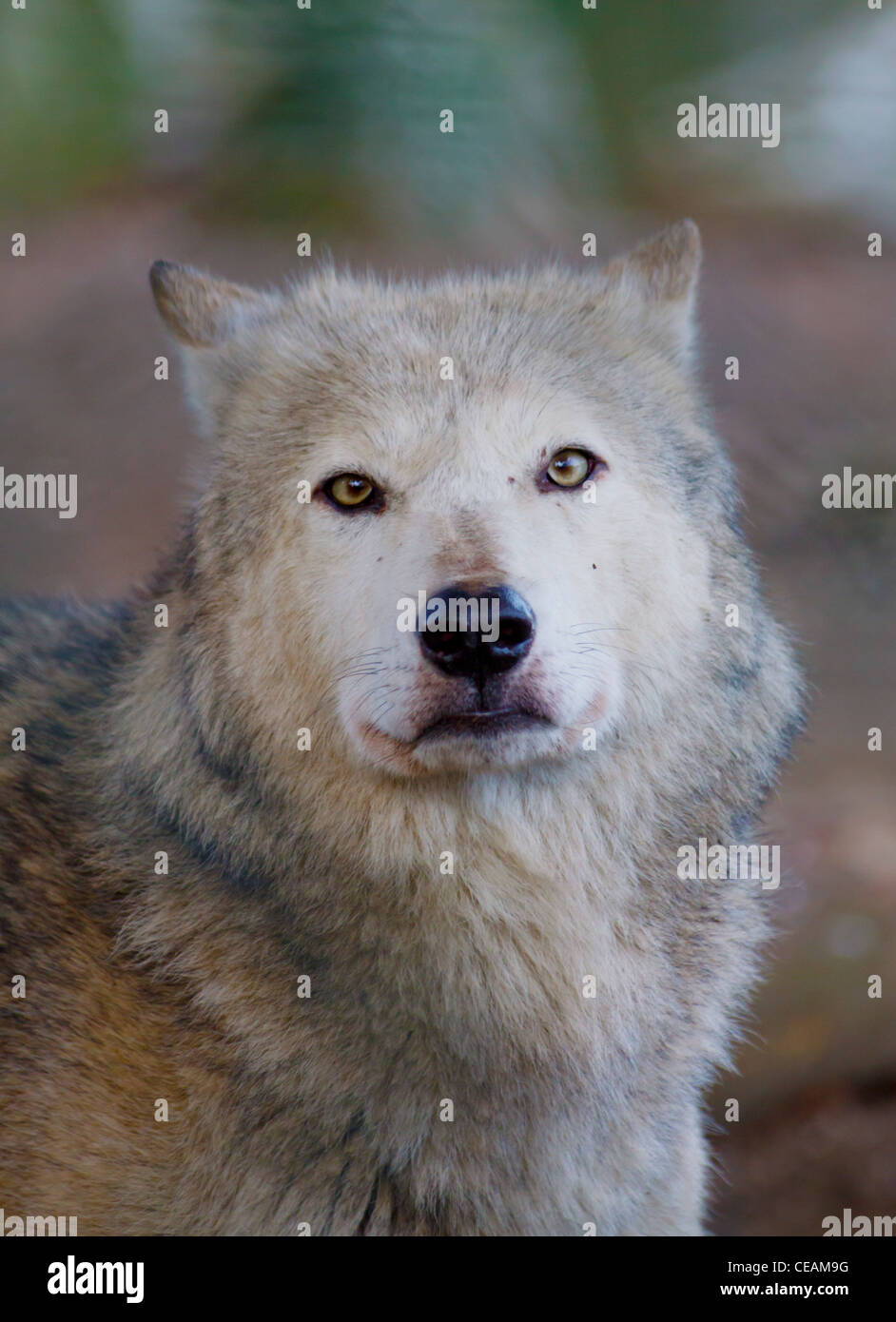 Georgia Wolf's Instagram, Twitter & Facebook on IDCrawl