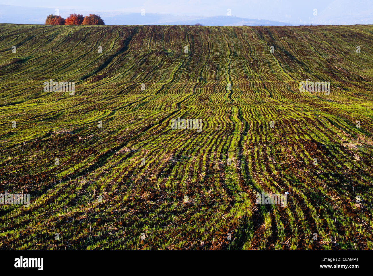 Plant levels hi-res stock photography and images - Alamy