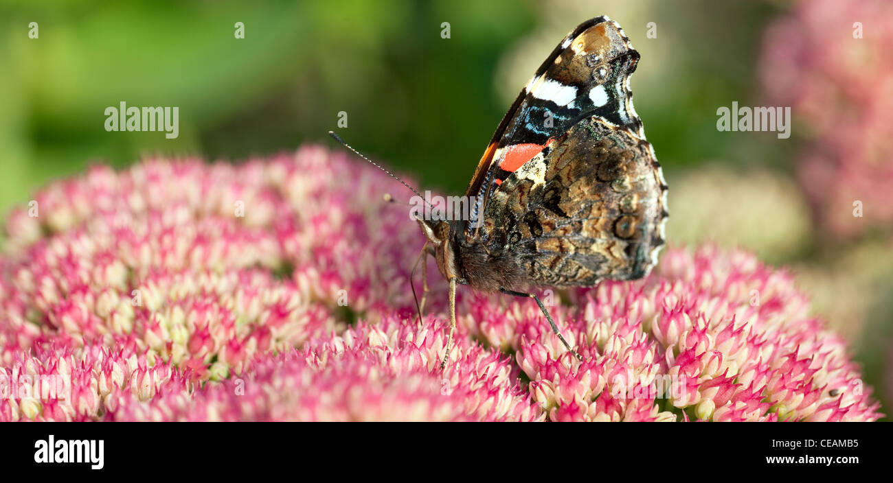 Butterfly Red Admiral Vanessa atalanta UK Stock Photo - Alamy