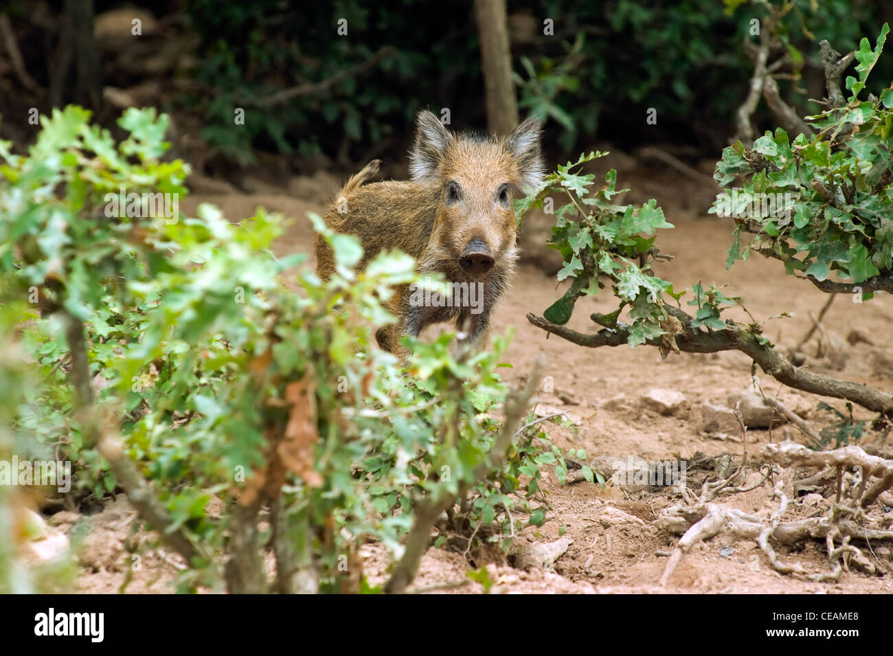 Boar leg hi-res stock photography and images - Alamy