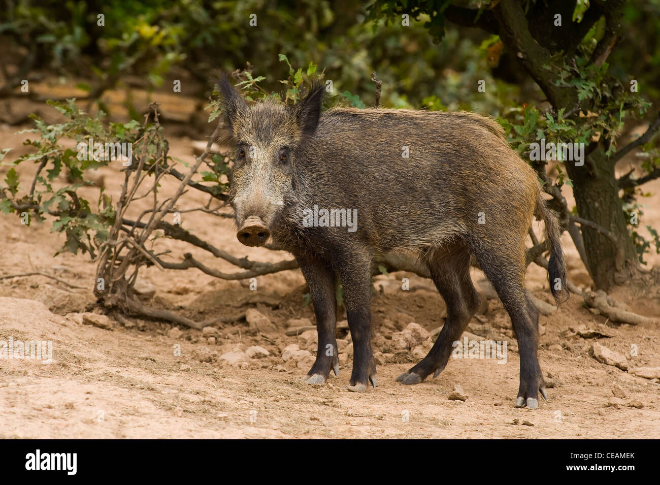 Boar leg hi-res stock photography and images - Alamy