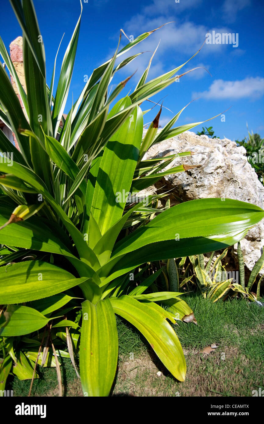 Tropic fauna hi-res stock photography and images - Alamy