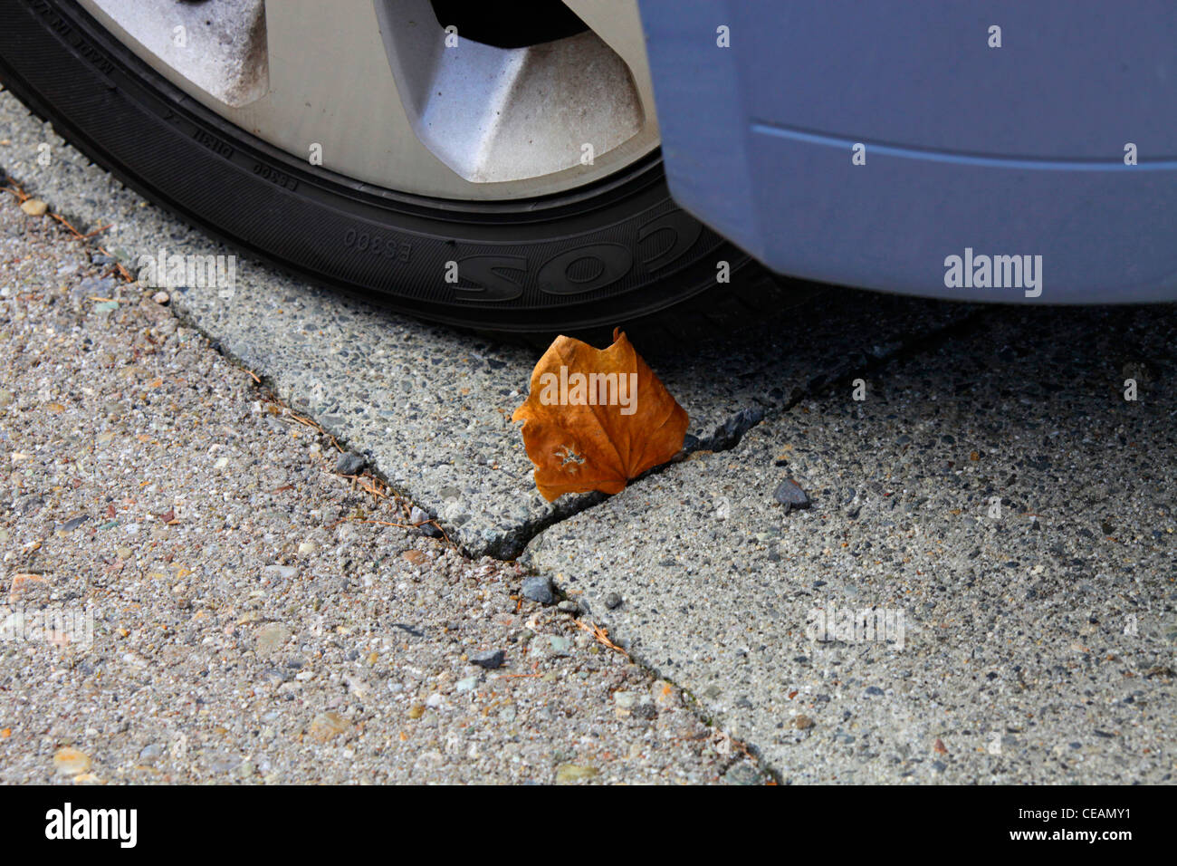 Dead Leave High Resolution Stock Photography and Images - Alamy