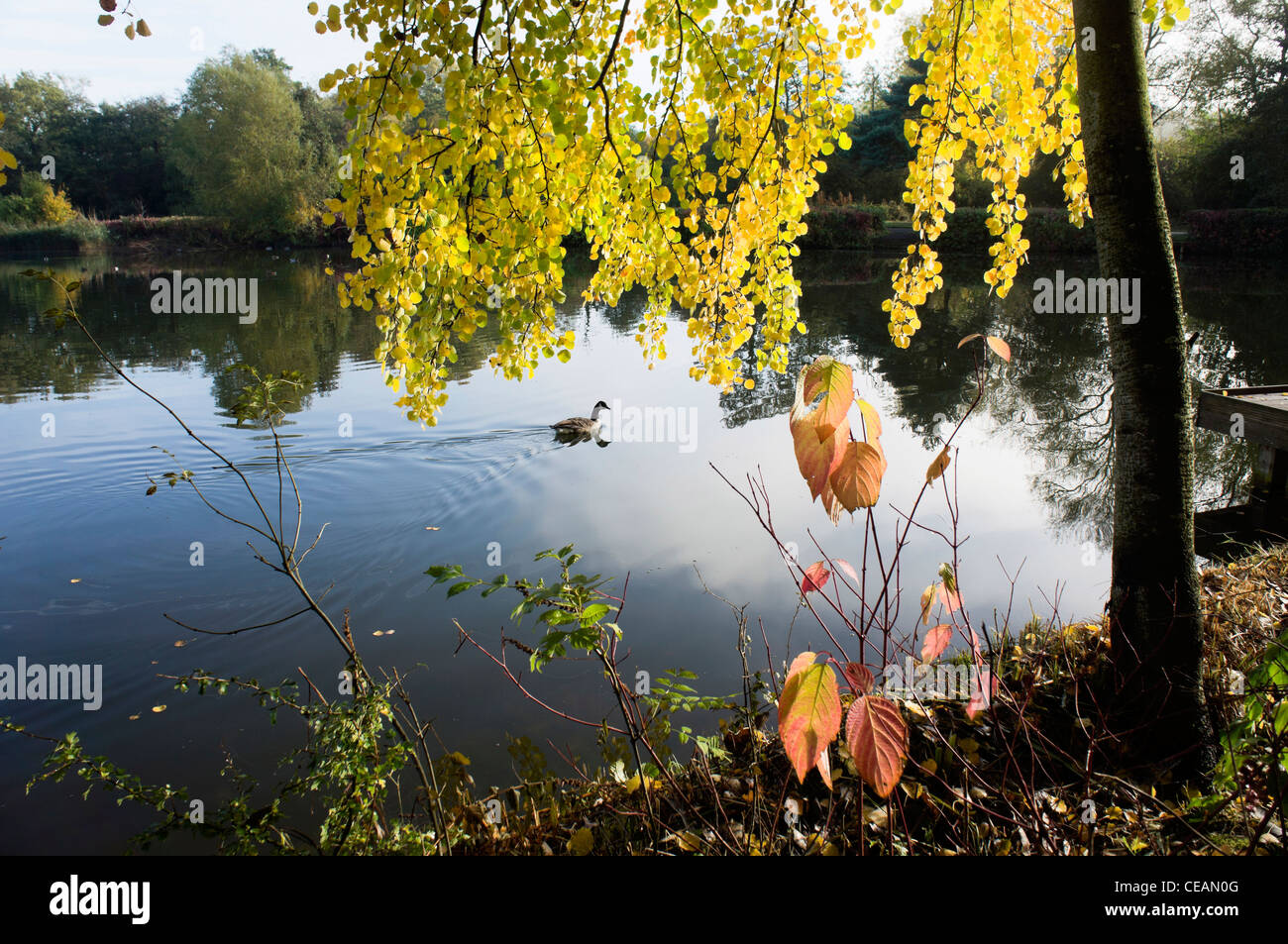 arrow valley lake country park redditch worcestershire Stock Photo - Alamy