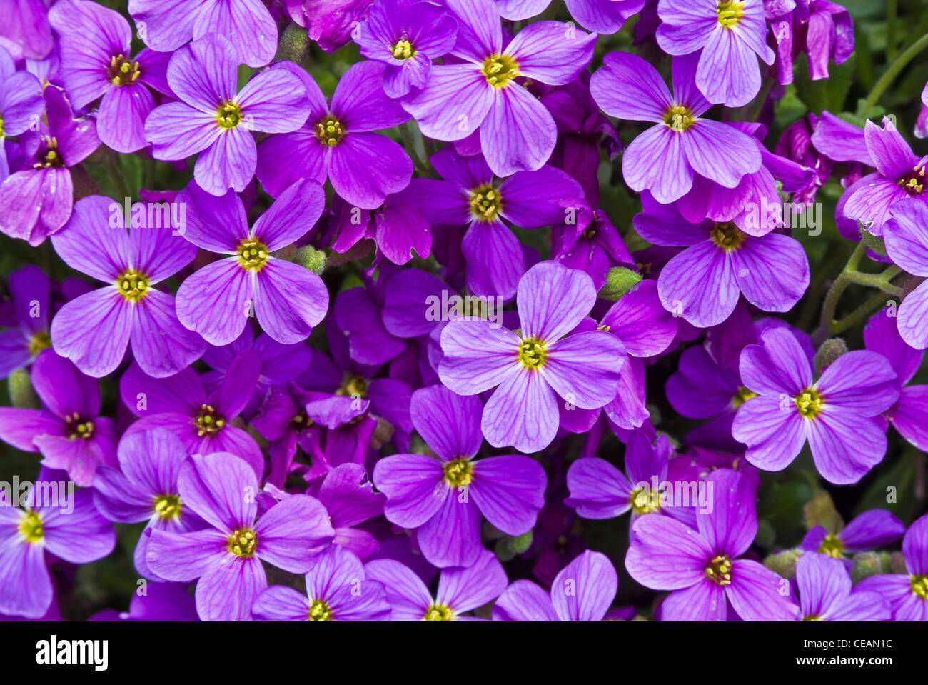 Closeup aubretia hi-res stock photography and images - Alamy