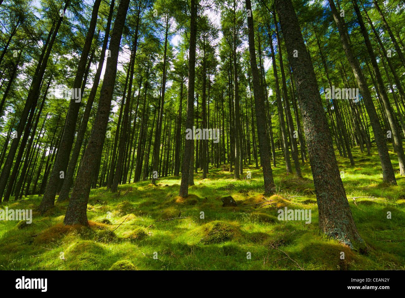 Straight trees in Burtness Wood by Buttermere Lake District Cumbria ...