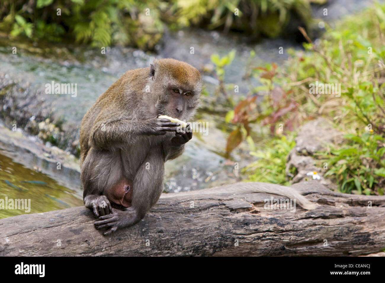 Java Macaque Monkey Stock Photo - Alamy