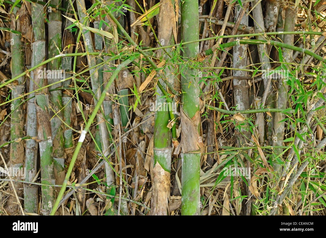 Bamboo plants in the forest Stock Photo - Alamy