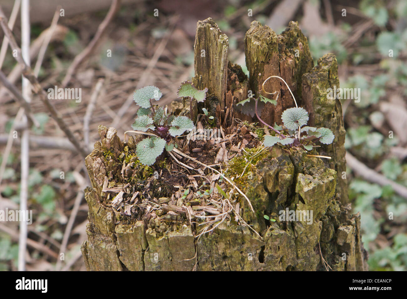 New vegetation growing out of a dead tree Stock Photo - Alamy