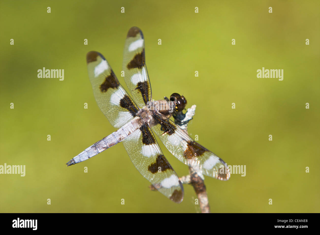 Common Whitetail Dragonfly Stock Photo - Alamy