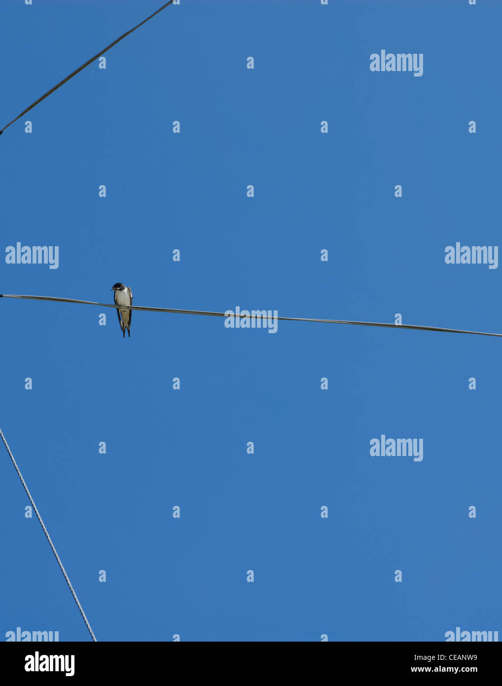 Free Swallow High Resolution Stock Photography and Images - Alamy