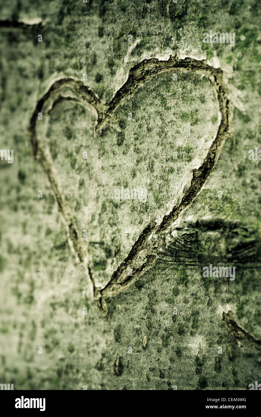 Heart carved into tree Stock Photo - Alamy