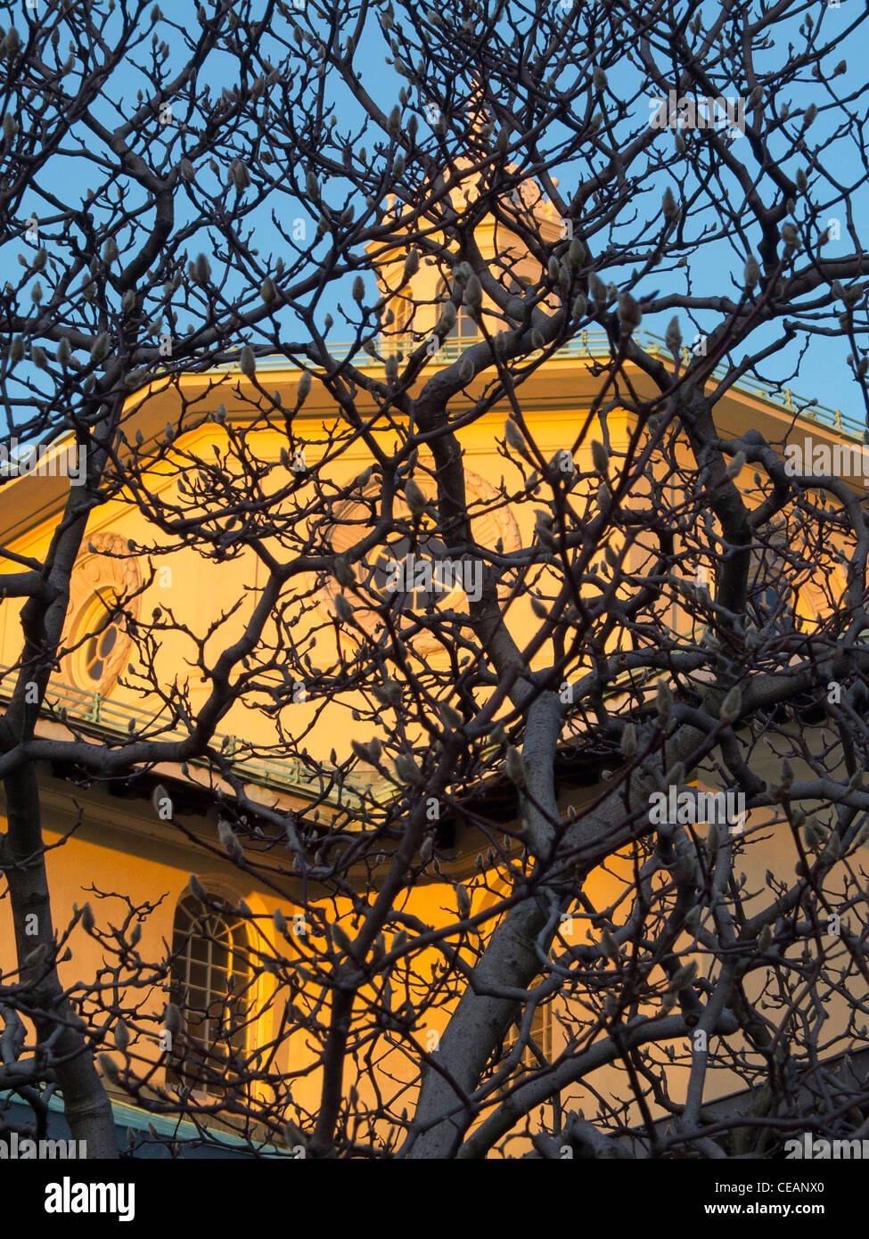 Crown heights brooklyn trees hi-res stock photography and images - Alamy