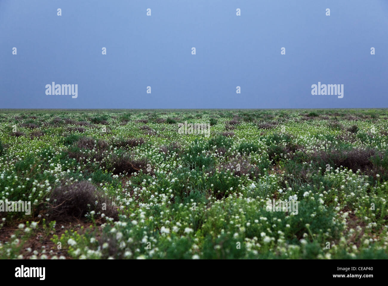 Spring desert scene in hi-res stock photography and images - Alamy