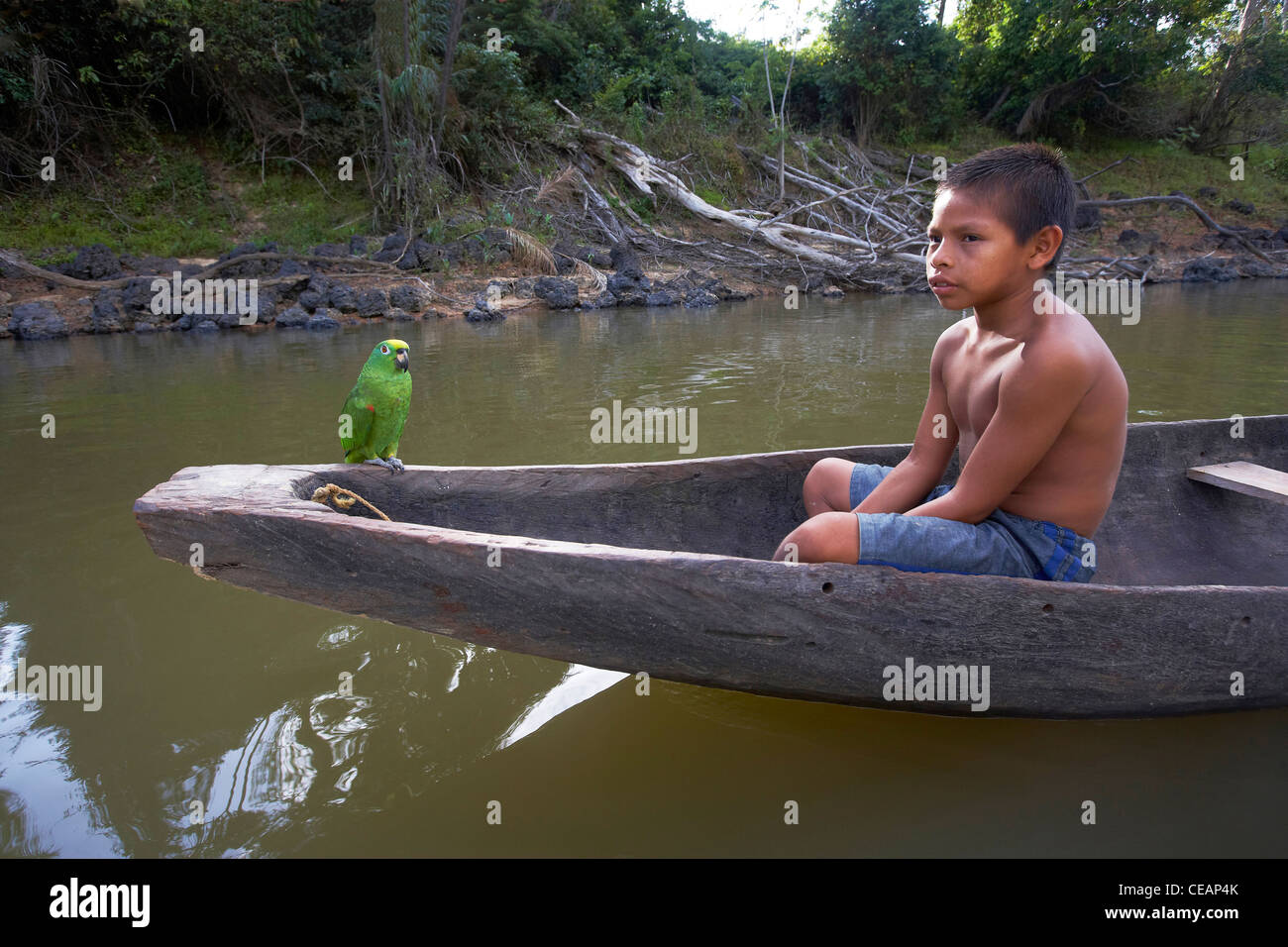 Amerindian boy with parrot in a dugout canoe on the Rewa River, Rewa ...