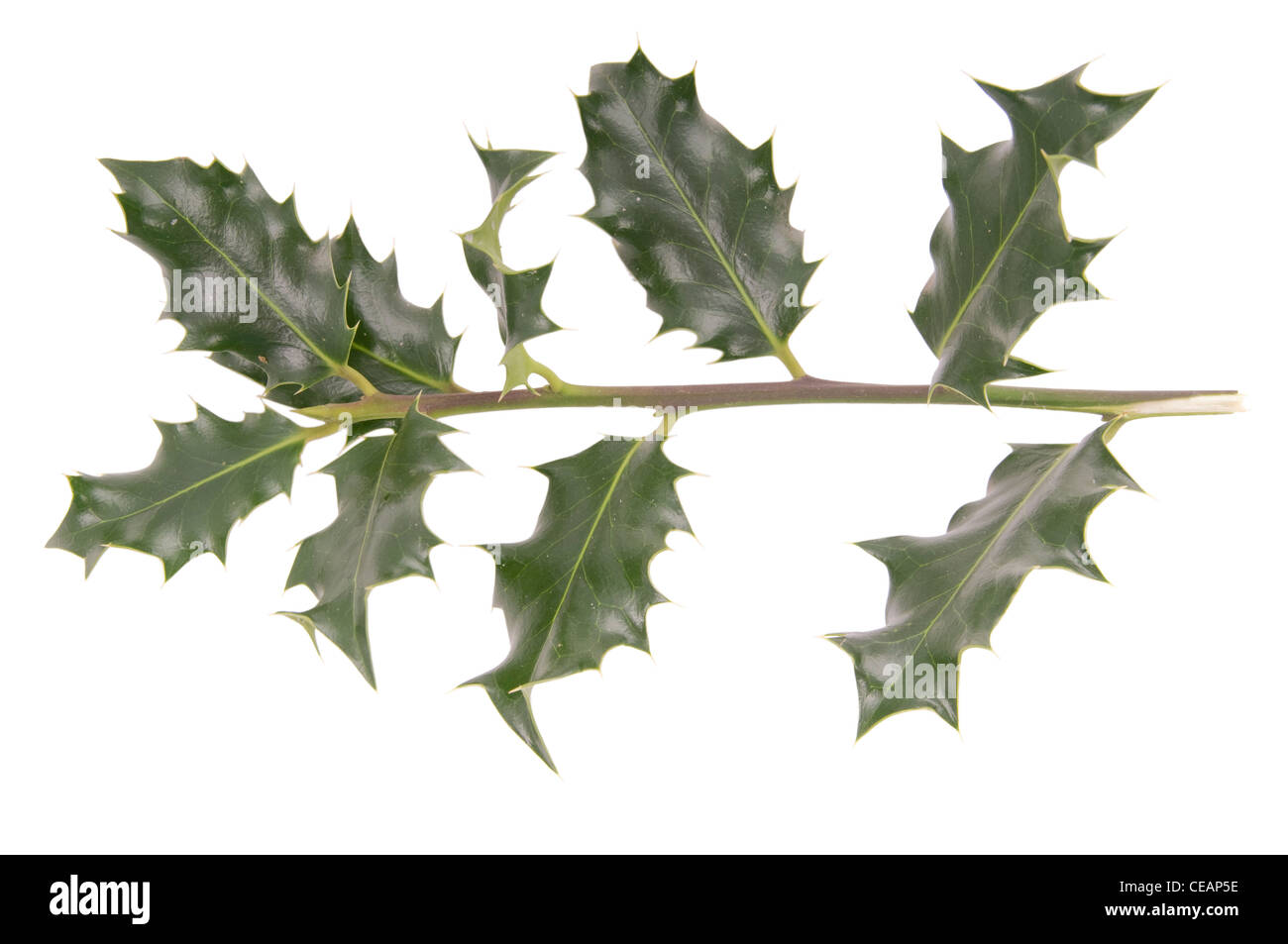 Holy holly Cut Out Stock Images & Pictures - Alamy