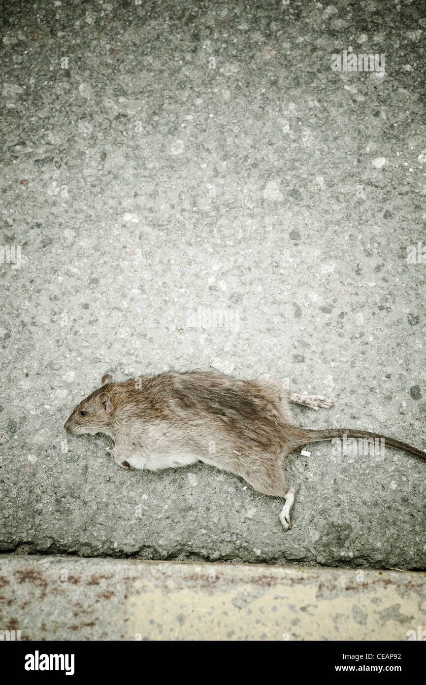 Rat death hi-res stock photography and images - Alamy