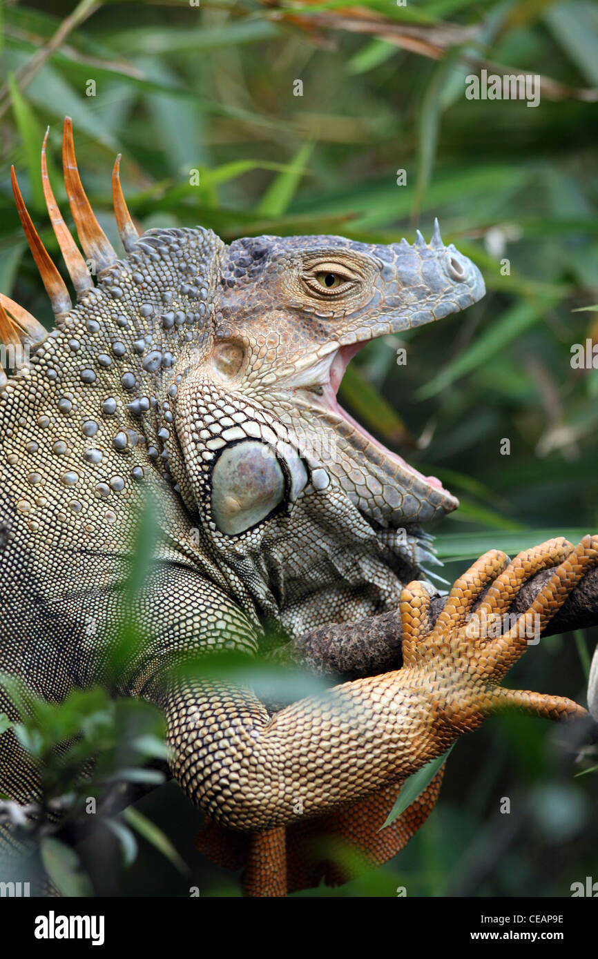 Male Iguana High Resolution Stock Photography and Images - Alamy