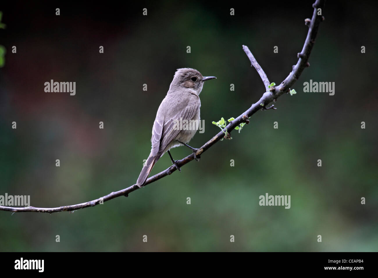 Familiar chat hi-res stock photography and images - Alamy