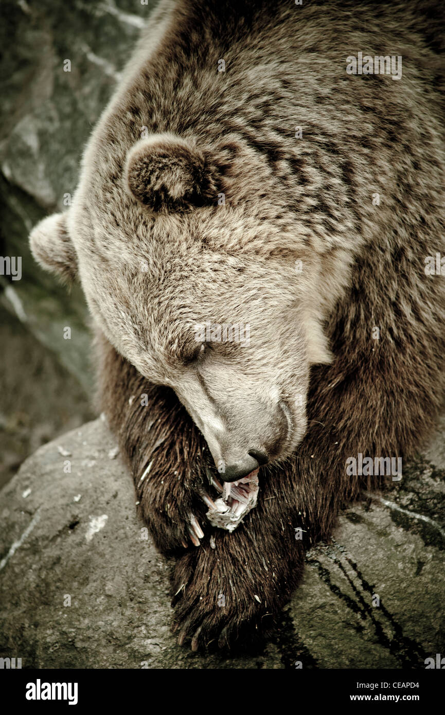 Black Bears Eating High Resolution Stock Photography and Images - Alamy