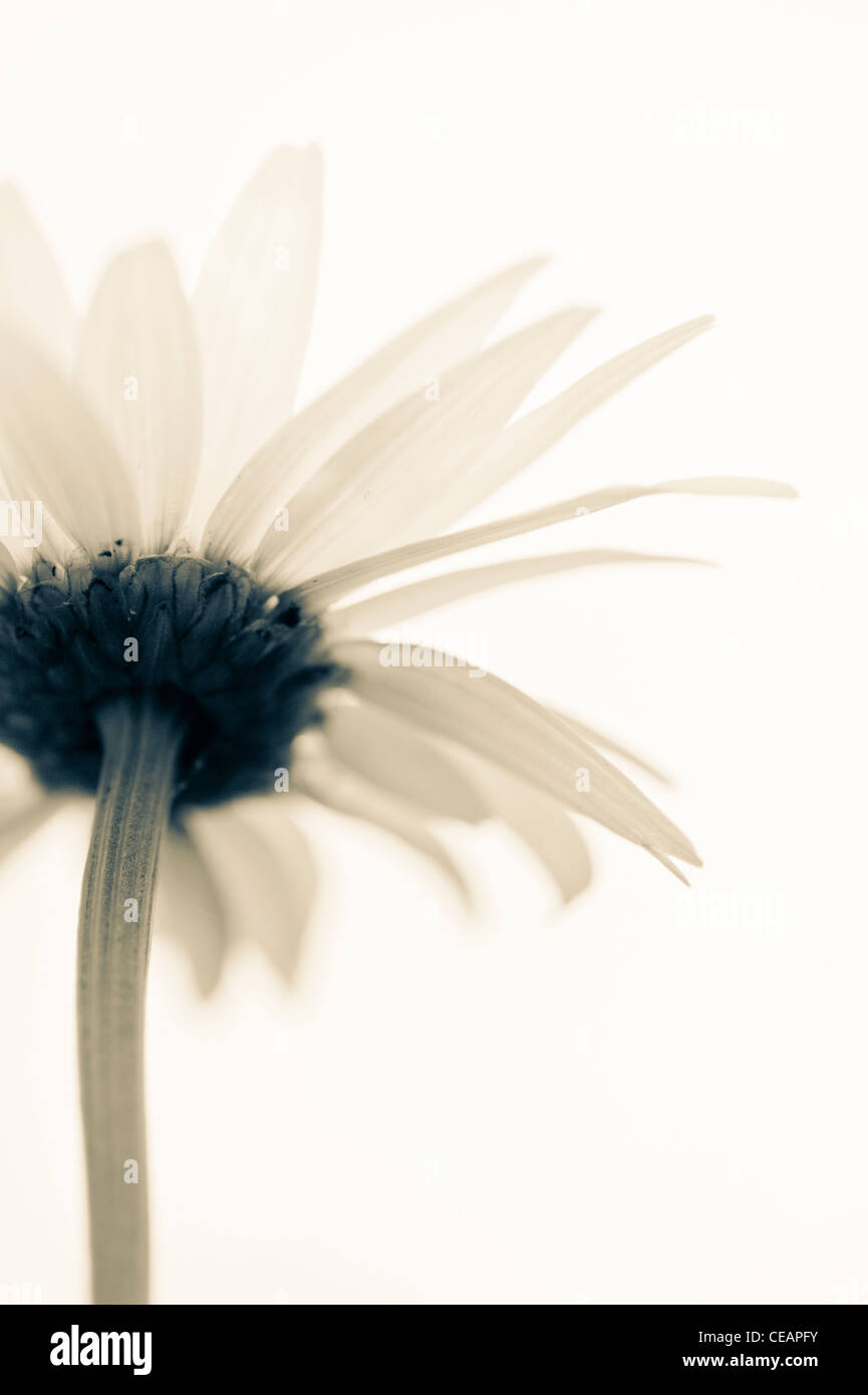 Single flower hi-res stock photography and images - Alamy