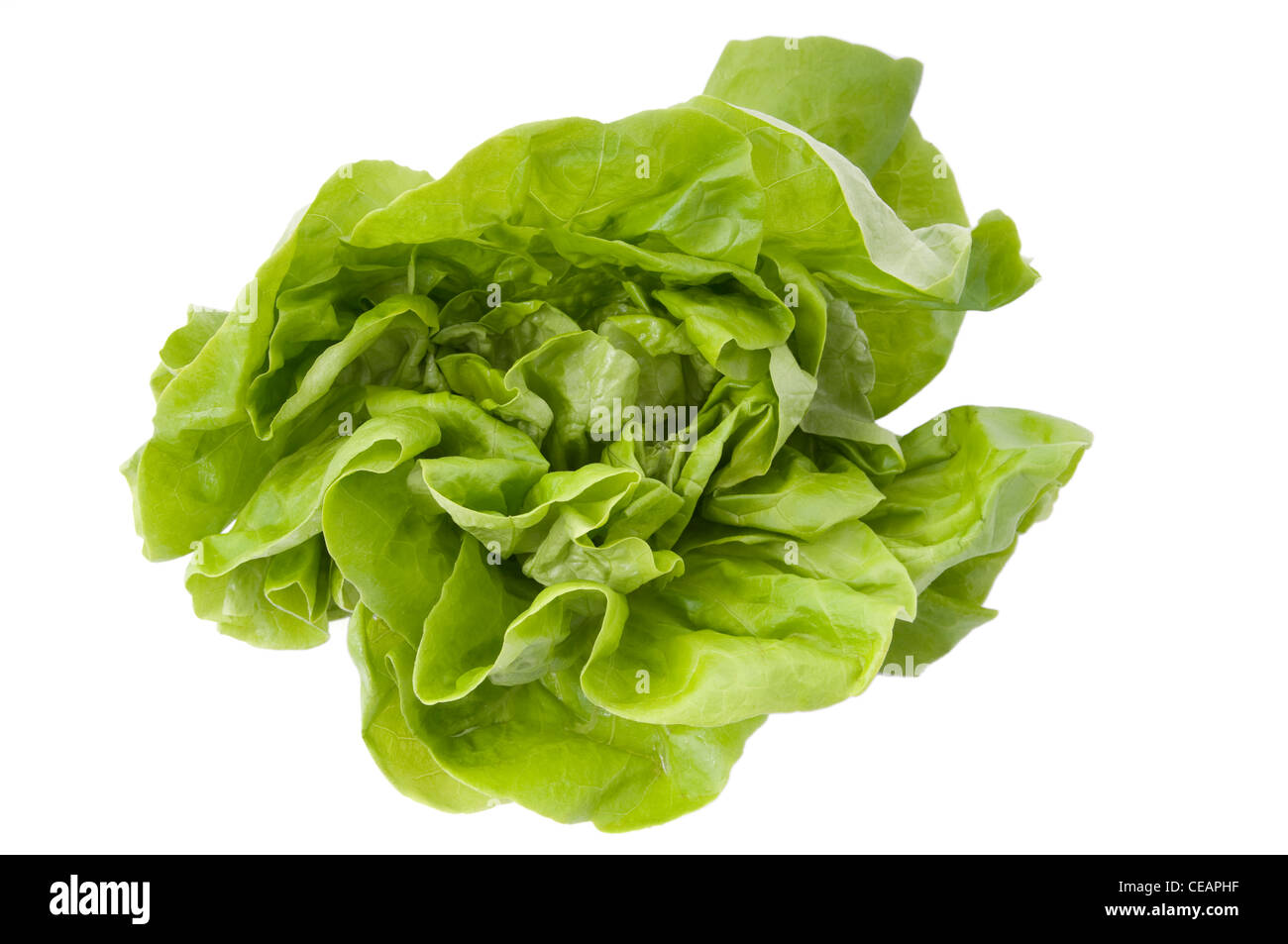 isolated soft lettuce Stock Photo - Alamy