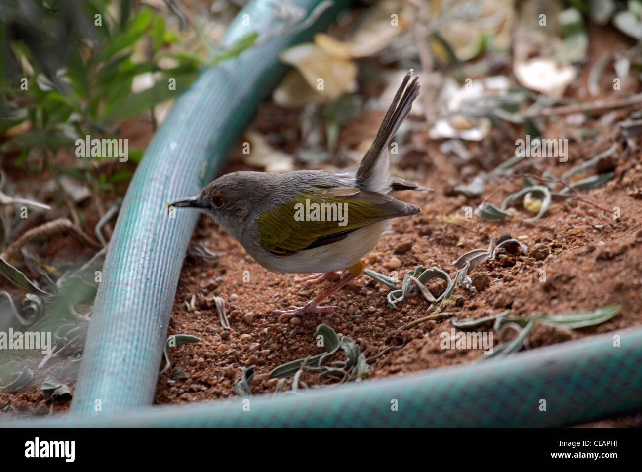 Camaroptera brevicaudata hi-res stock photography and images - Alamy