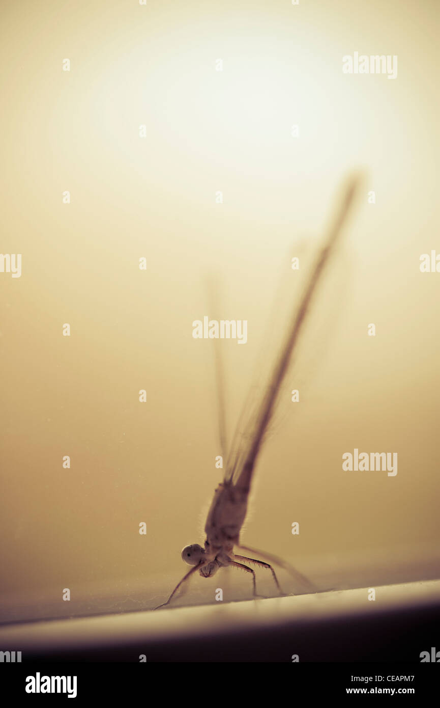 Dragonfly in the sun hi-res stock photography and images - Alamy