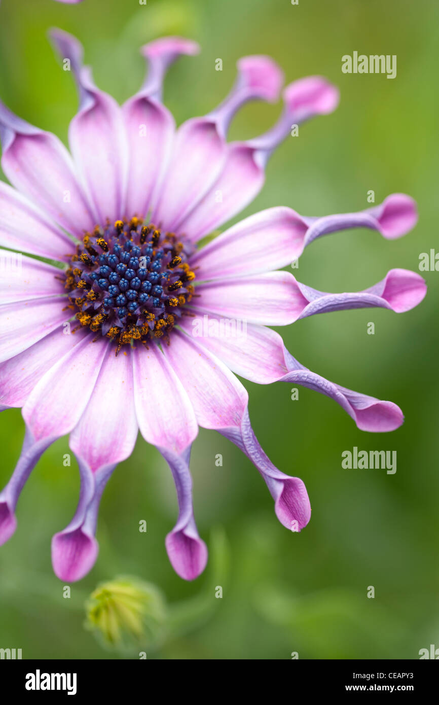 Hardy african daisy hi-res stock photography and images - Alamy